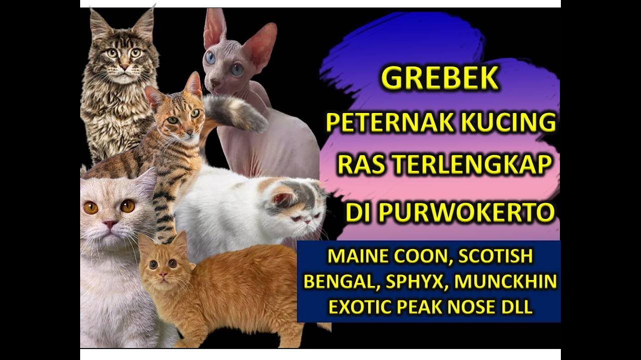 GREBEK PETERNAK KUCING RAS TERLENGKAP DI PURWOKERTO - YouTube