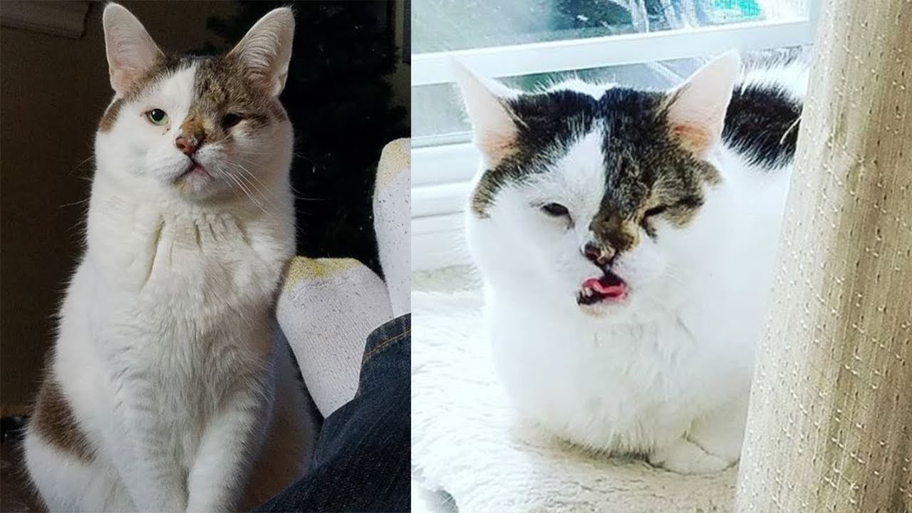 The man instantly fell in love with a cat who's got a cleft palate ...