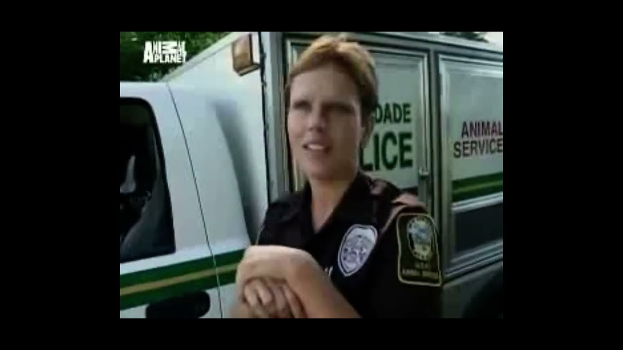 animal cops Miami s1 not sure which episode number - YouTube
