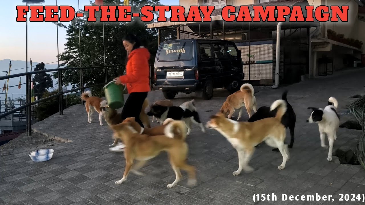 FEED-THE-STRAY CAMPAIGN (15th December, 2024) - YouTube