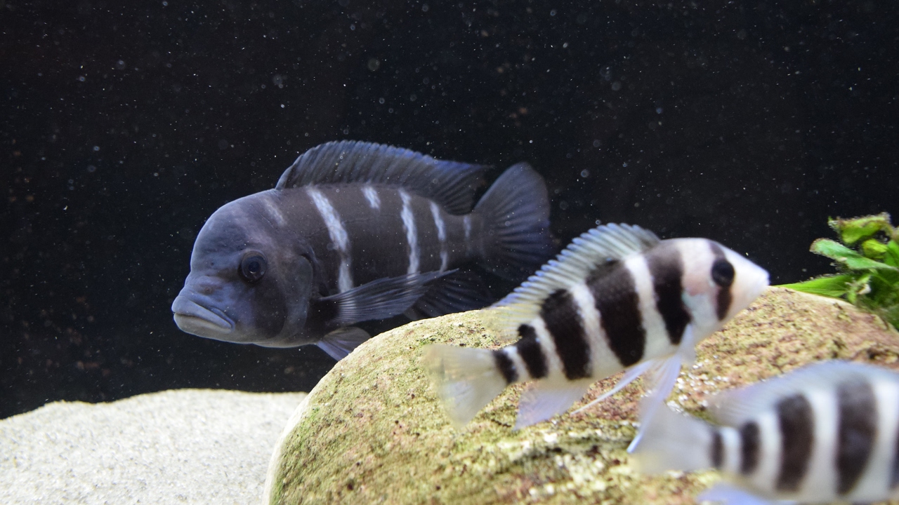 What are the Differences Between My Frontosas? - YouTube