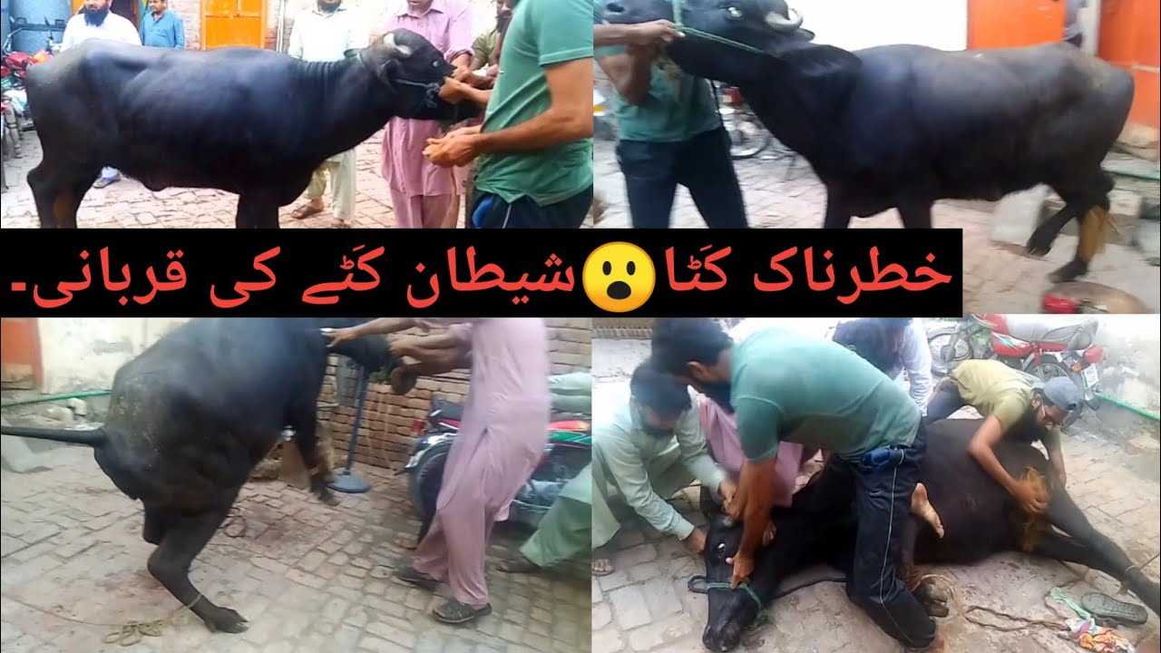 Dangerous katta Qurbani | Most Dangerous Katta |Angry Buffalo Qurbani ...