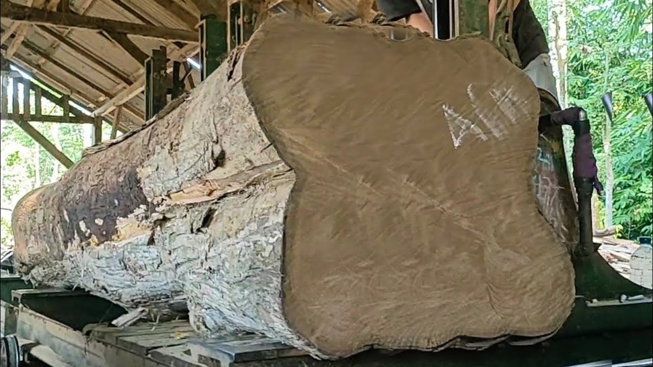 the largest giant teak wood full of old and beautiful grain - YouTube