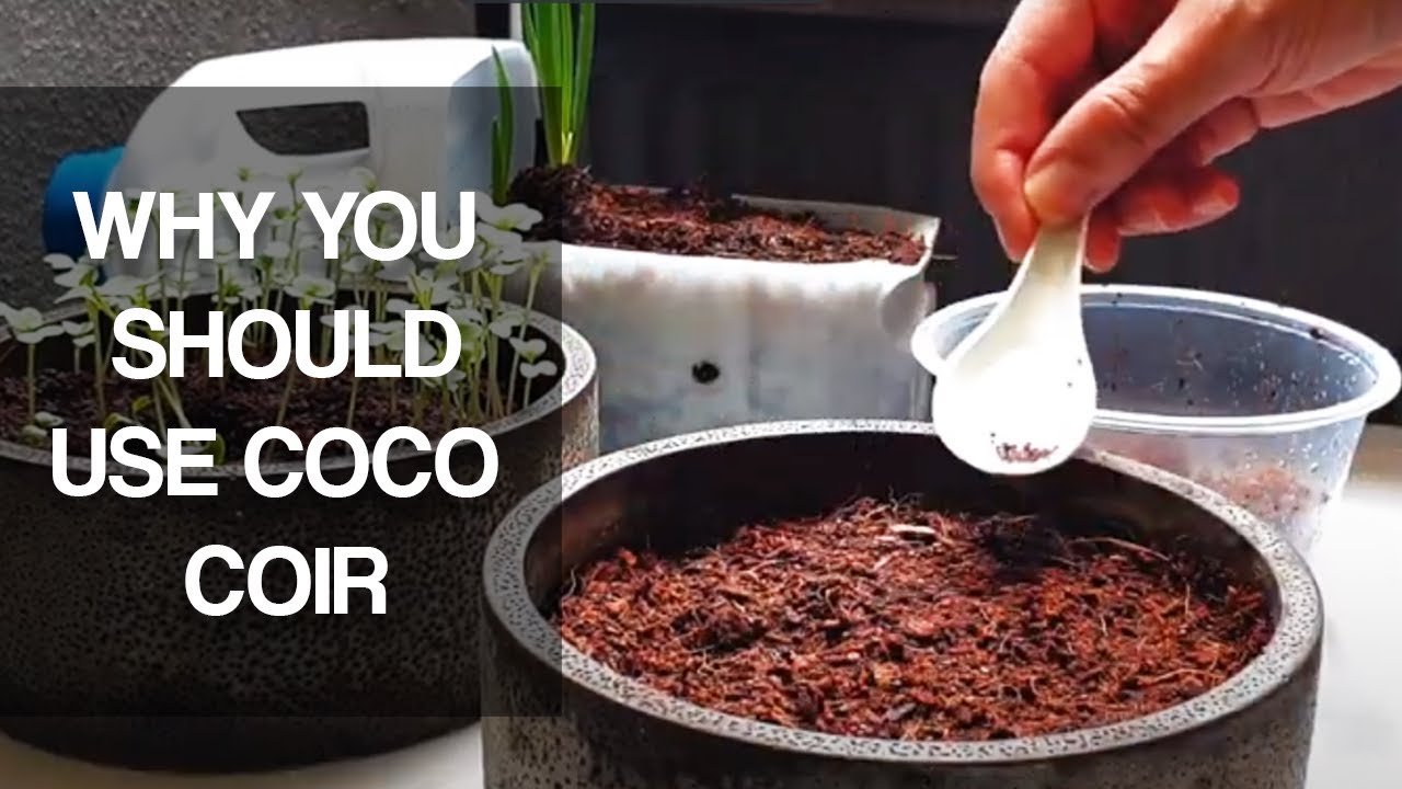 BEST GROWING MEDIUM FOR SEEDS STARTING | Coco Coir - YouTube