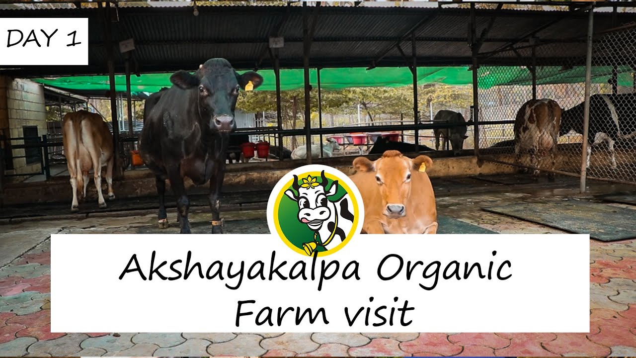 Akshayakalpa Farm visit | Episode 1| Experiencing village life style at ...
