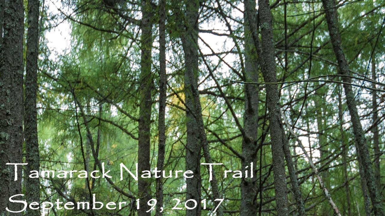 (4K) Tamarack Nature Trail - September 19, 2017 - YouTube