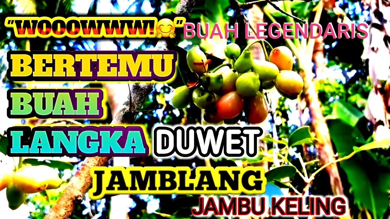 BUAH JAMBLANG DUWET JAMBU KELING BUAH LEGENDARIS#review #video #vlog # ...