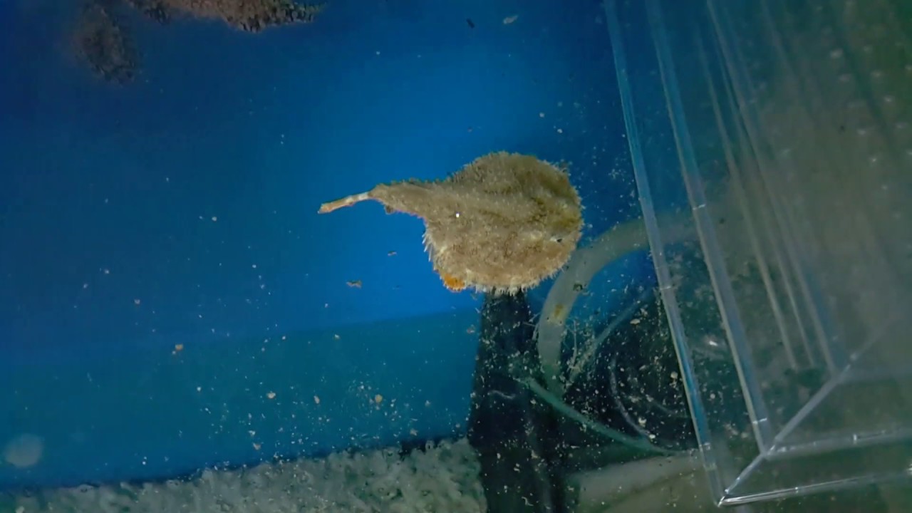 Halieutaea fumosa - YouTube