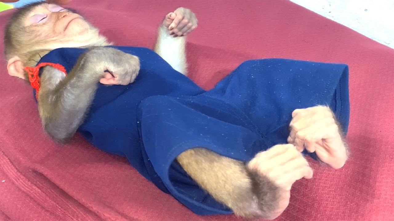 Let the baby monkey sleep/Take care of baby monkeys - YouTube