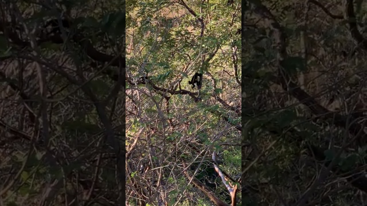 Monkey fall 2cd view - YouTube