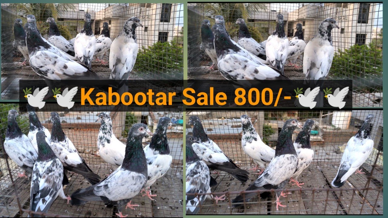 Kabootar Sale | Kabootar 800 Rupay Se - YouTube