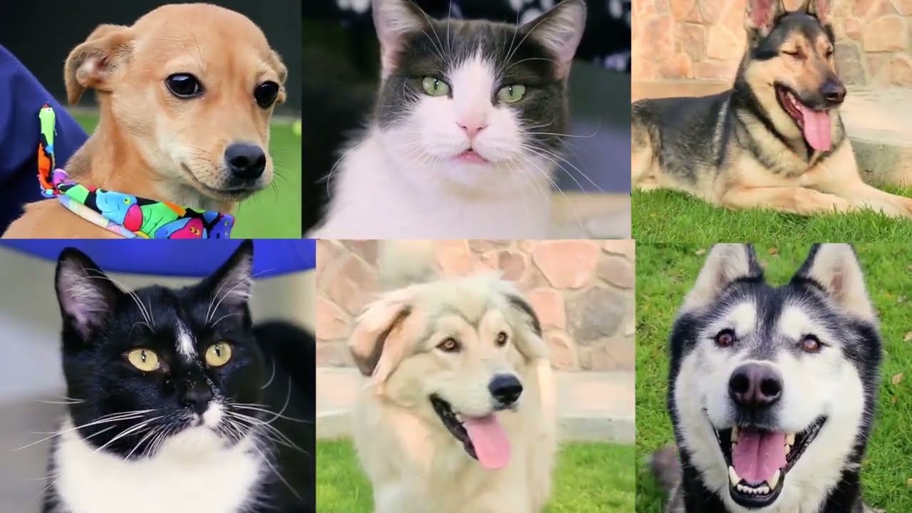 Pet of the day meet Barney - YouTube