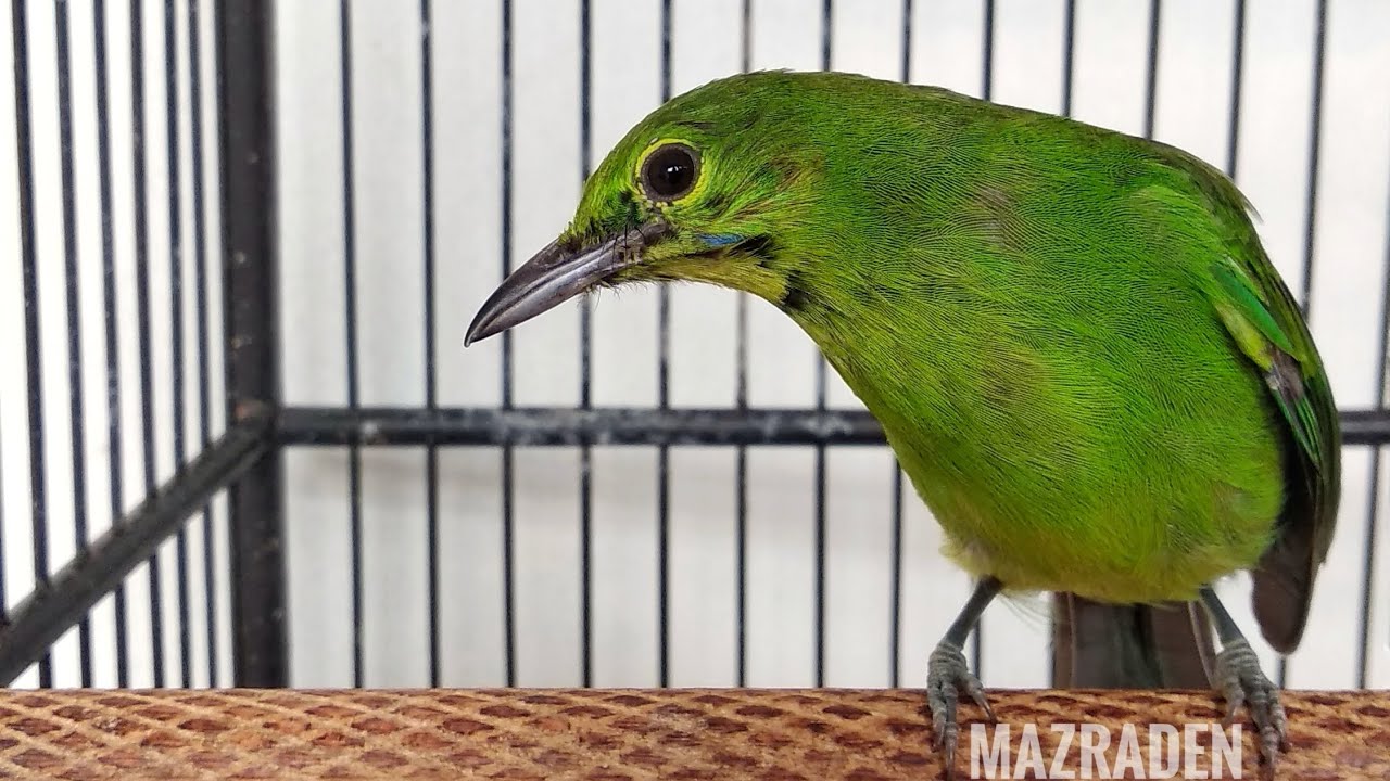 cucak ijo mini trotol - YouTube