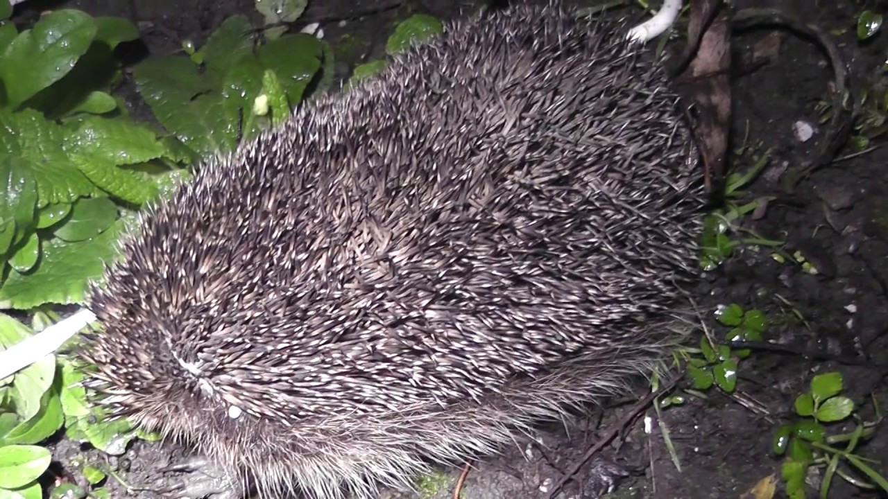 share Wild Hedgehog has ticks in Cambridge UK 4mar2020 820p - YouTube