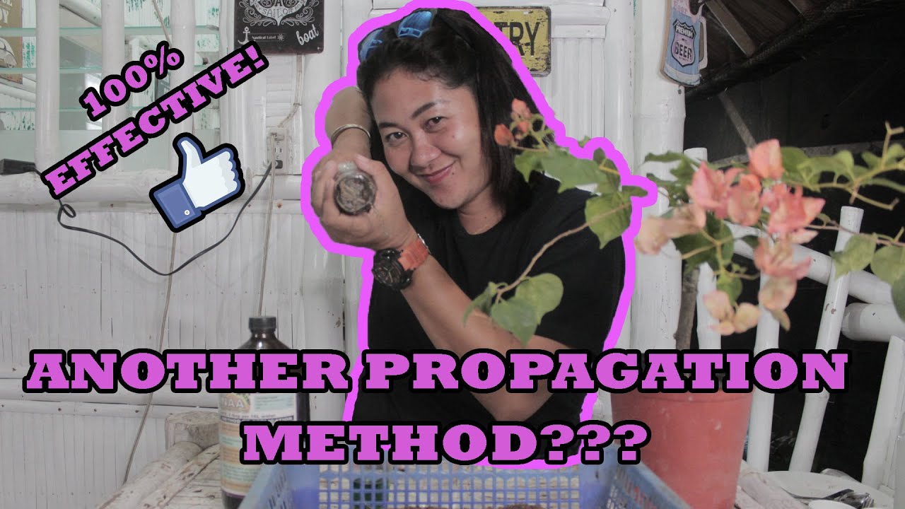 How to Grow Bougainvillea from Cuttings | Saklob Method - YouTube