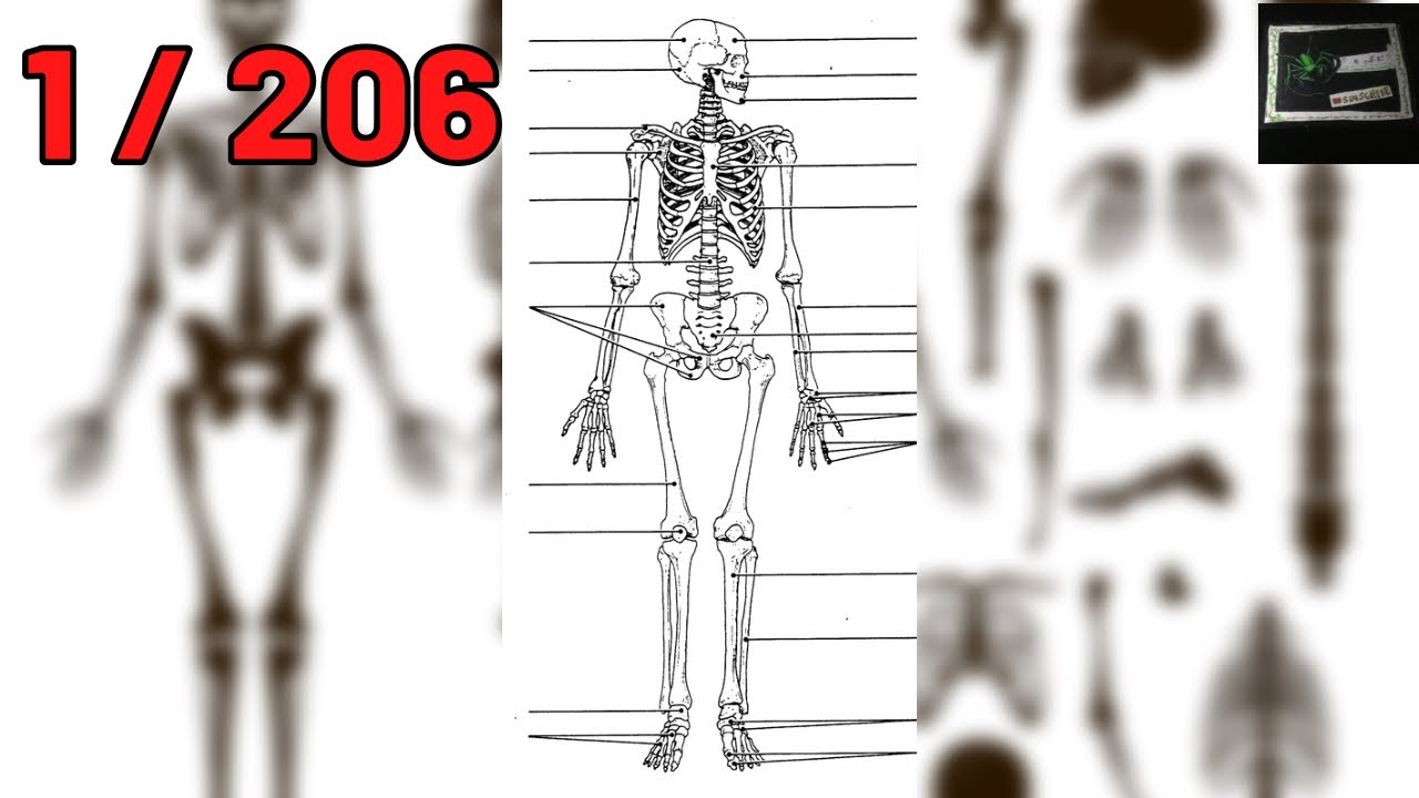 Naming ALL 206 Bones (A.B.S.E.) - YouTube