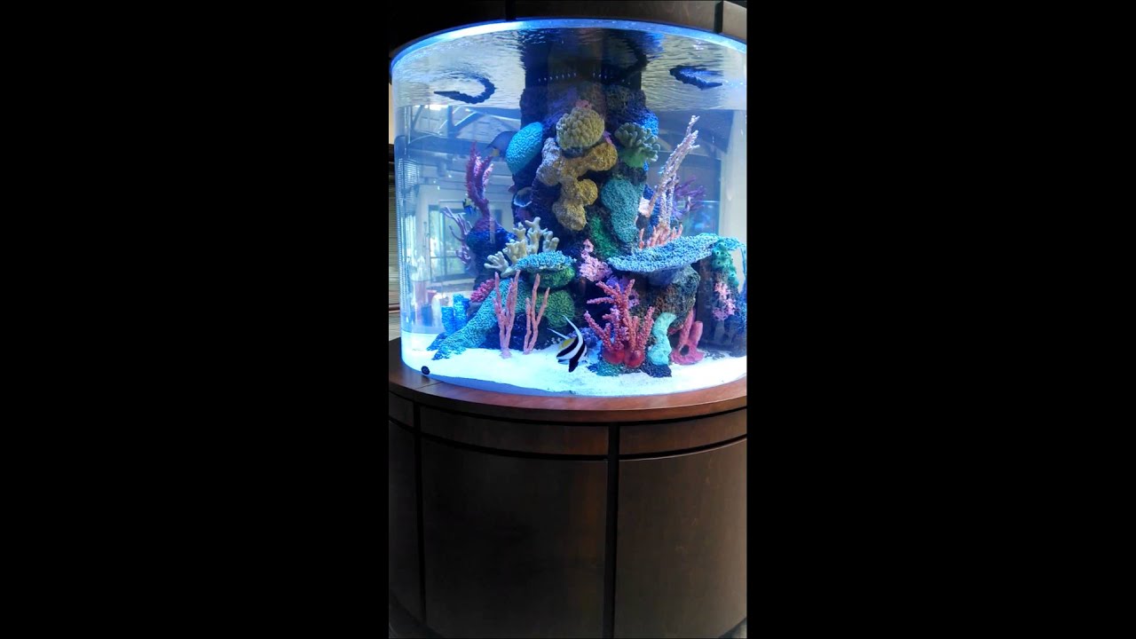 600 gallon saltwater aquarium - YouTube