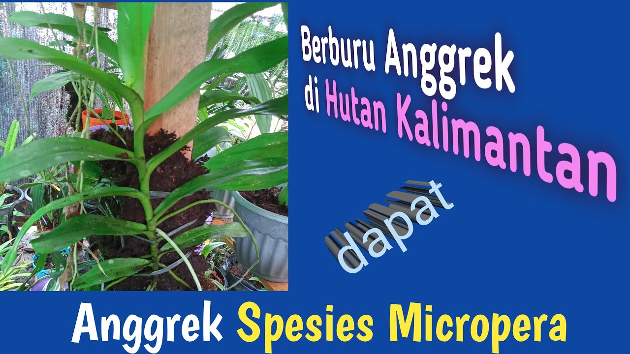 Berburu Anggrek di Hutan ketemu Anggrek Micropera Pallida - YouTube