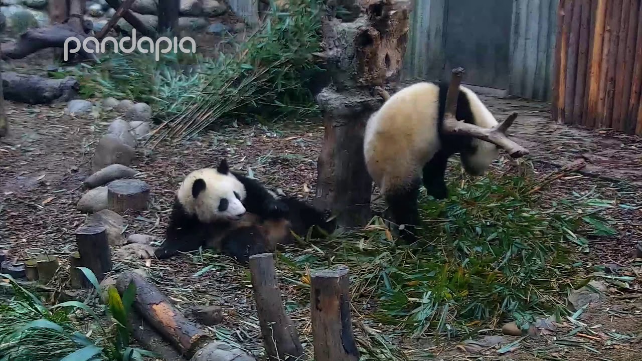 Pandas' acrobatic play - YouTube