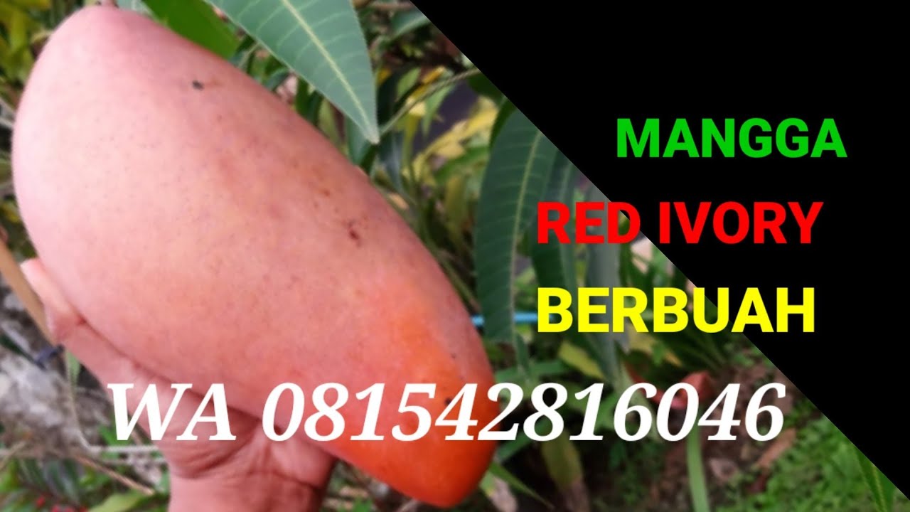 MANGGA RED IVORY, IJO BIBIT WA 081542816046 - YouTube