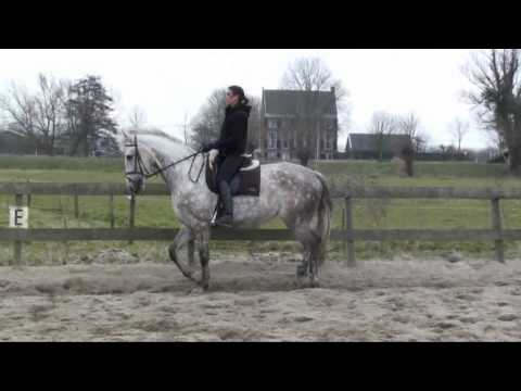 3 Collected trot - YouTube