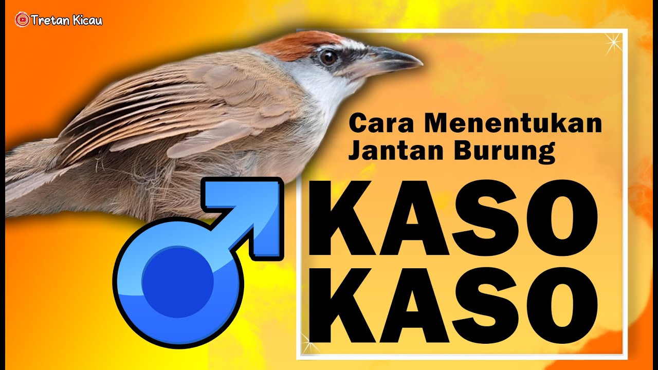 Cara menetukan burung Kaso-kaso jantan gampang dan akurat! - YouTube