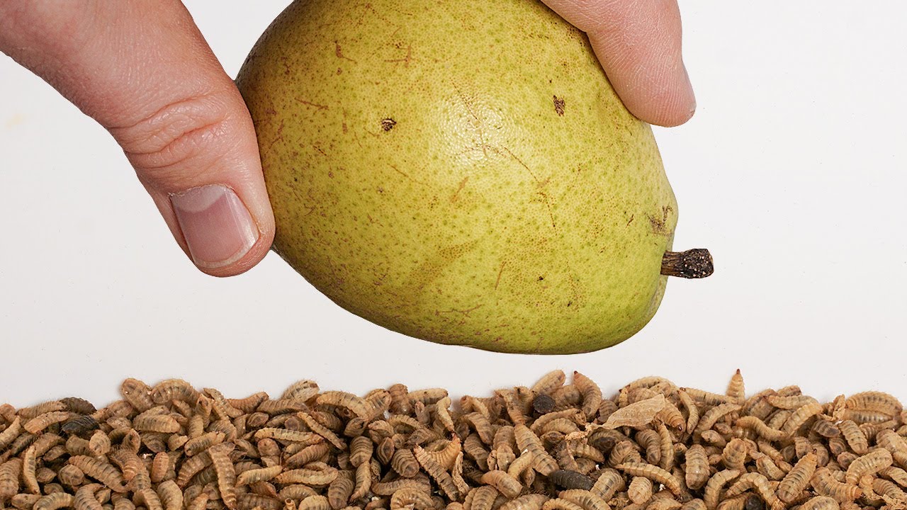 How Fast Can 2,000 Insect Larvae Eat This Pear? | Bug Eating Time Lapse ...