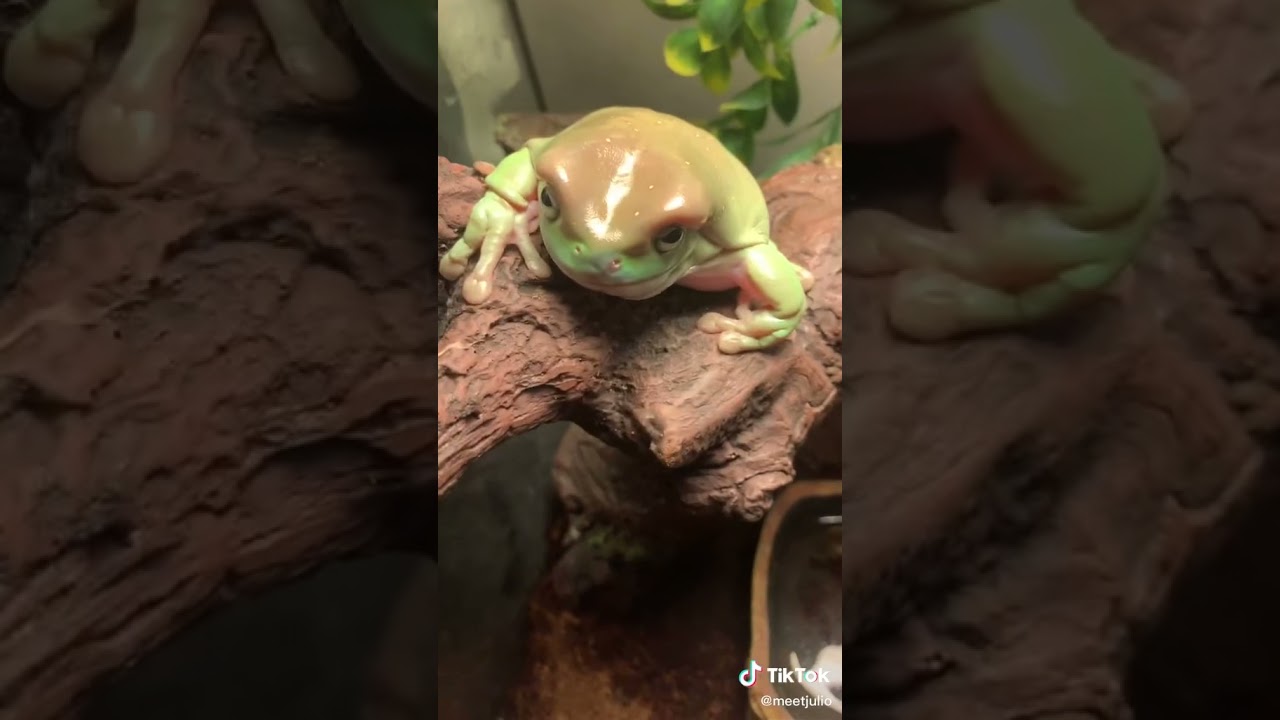 KING JULIO THE FROG PT.38 - YouTube