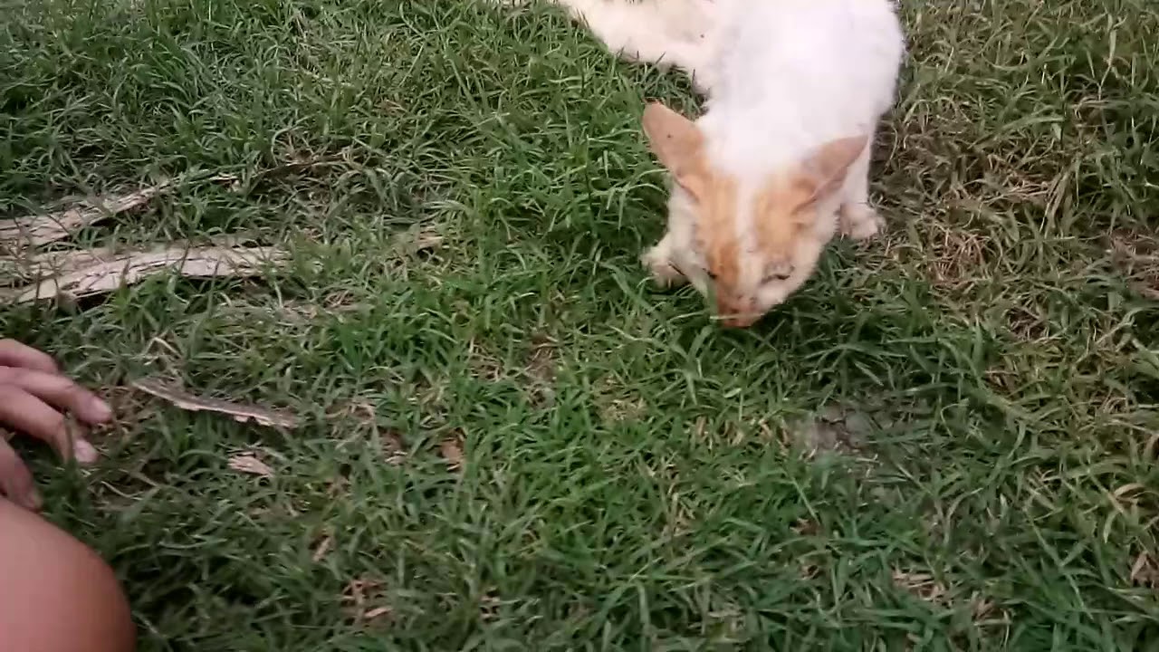 Poor cat gets ran over by a truck! (part.2) - YouTube