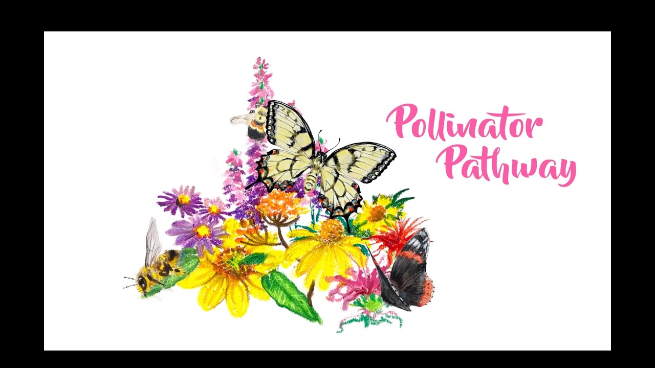 Danforth Pollinator Pathway - YouTube