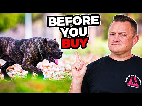 Is the PRESA CANARIO Right For You?