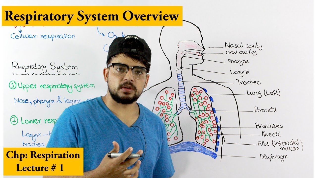 Respiratory system introduction and Overview - YouTube