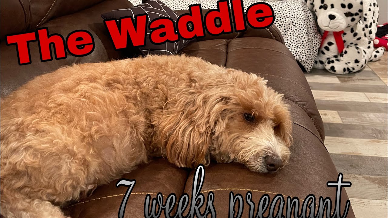 The Adi Waddle! Pregnant Minigoldendoodle 7 weeks along! - YouTube