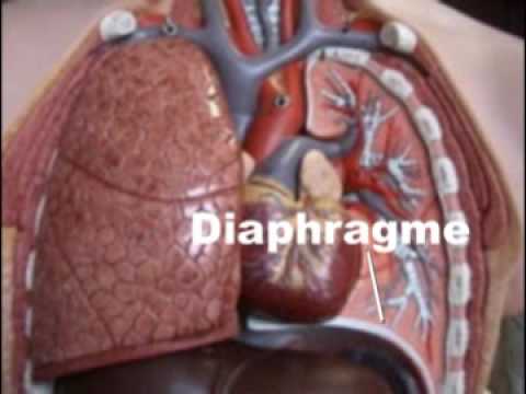 Anatomie thorax - YouTube
