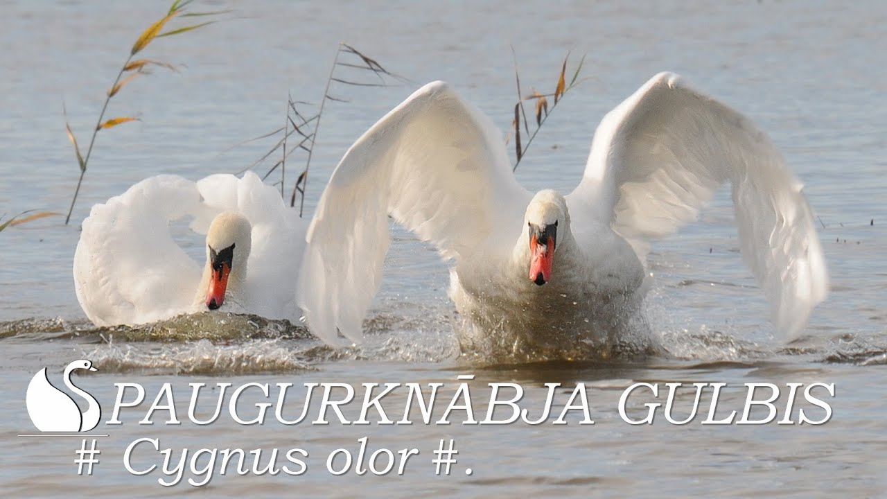 Putni / Birds : Paugurknābja gulbis /Cygnus olor/. Mute Swan ...