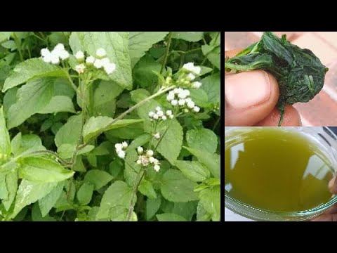 Before You Use KING GRASS PLANT, Learn These 6 MAJOR USES AND OTHER ...