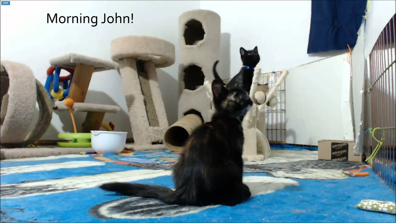 Cosmo Kittens - Morning wake up call - YouTube