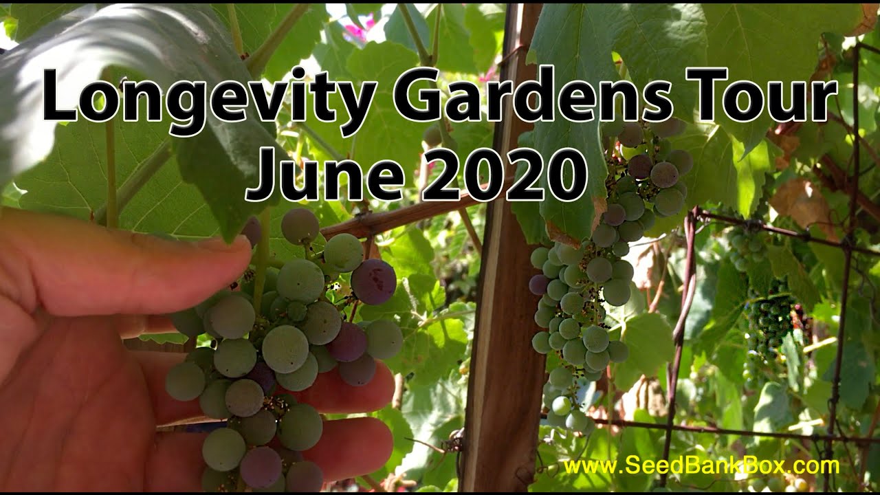 Longevity Gardens Tour June 2020 - with Pamela Mace - YouTube