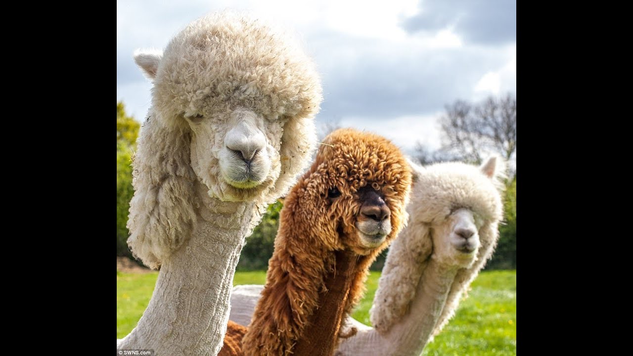 The alpaca (Lama pacos) - YouTube