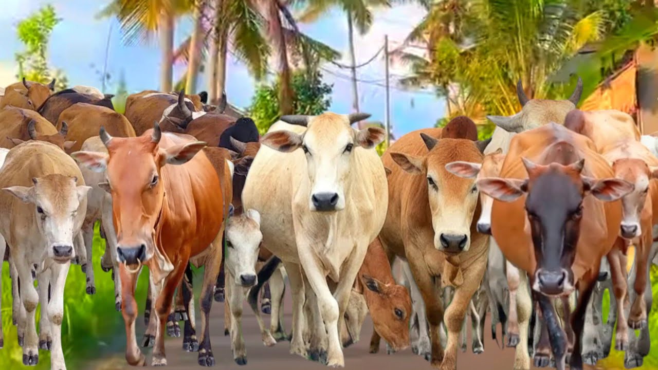 Mengiring Sapi Lembu Gembala Di Kandang Peternakan Kampung l Suara Sapi ...