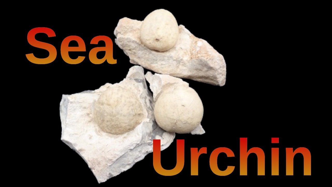 Fossil sea urchin sandblasting with iron powder Holaster simplex - YouTube