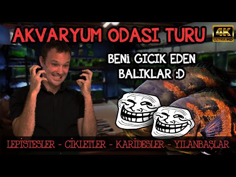 AKVARYUM ODASI 9 | BENİ GICIK EDEN BALIKLAR - BİTKİLİ KARMA AKVARYUM - YÜZLERCE YAVRU BALIK ÜRETİMİ!