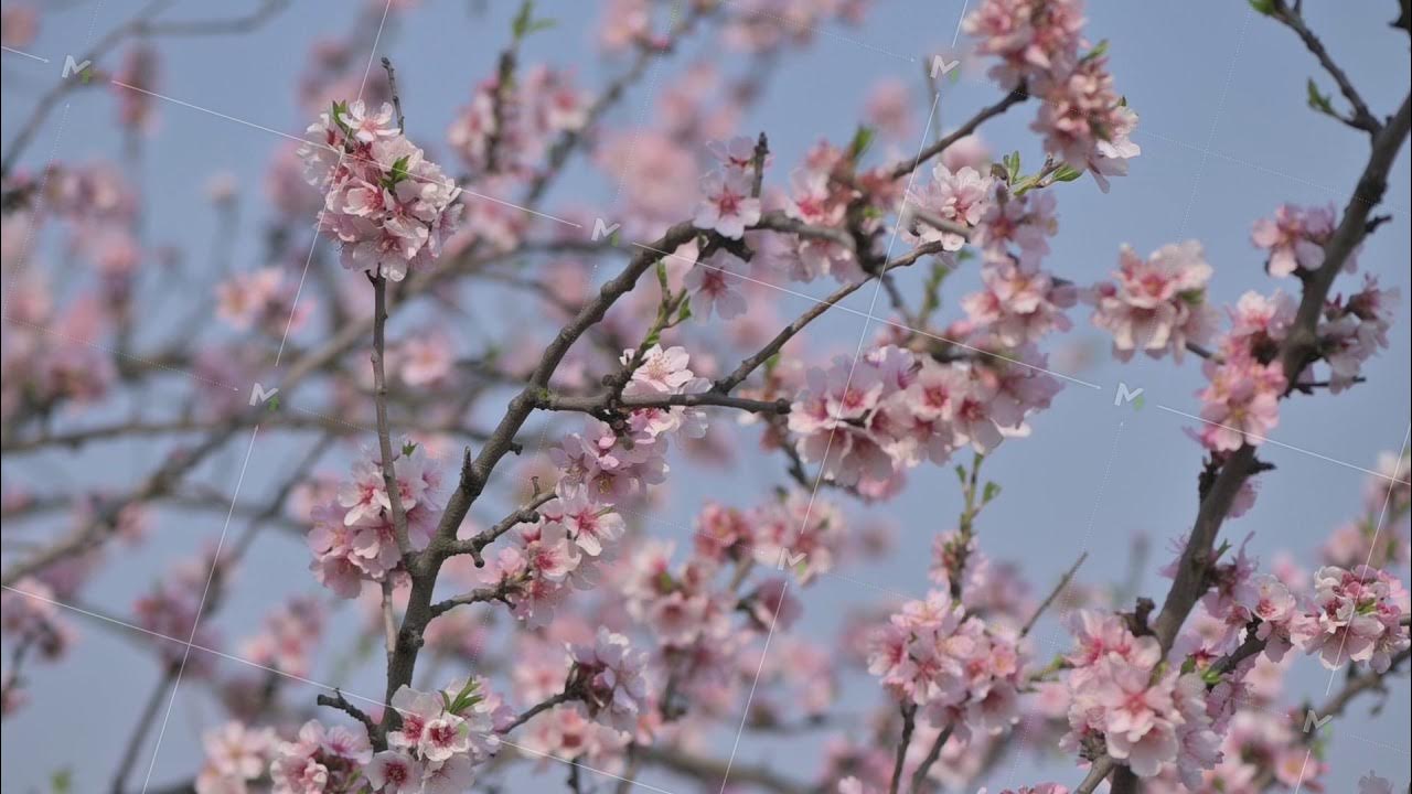 Slow motion closeup of blooming almond tree pink flowers at strong wind ... Slow motion closeup of blooming almond tree pink flowers at strong wind ...