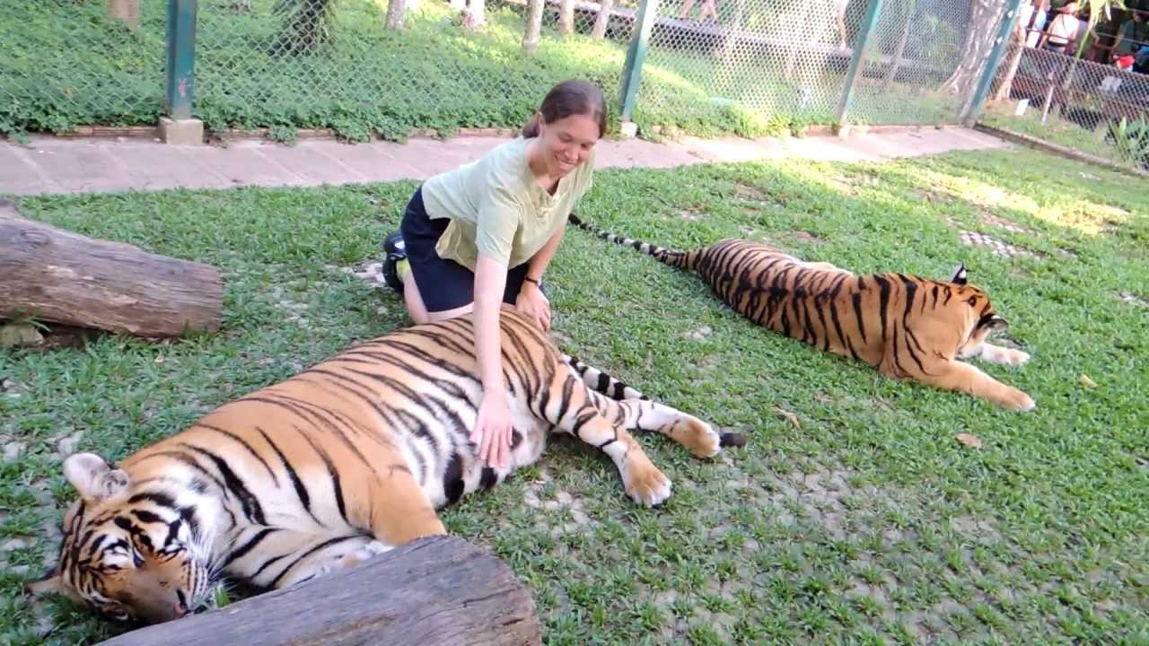 Tiger Encounter - YouTube