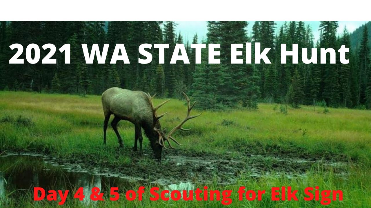 Elk Hunt WA State, Scouting day 4 #elkhunting #elk - YouTube