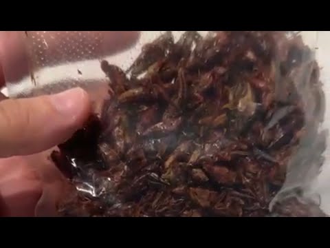 GRILO COMESTÍVEL JÁ CHEGOU AO BRASIL ! - YouTube