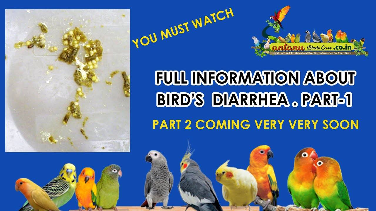 FULL INFO ABOUT OUR BIRD DIARRHEA PART 1 - YouTube