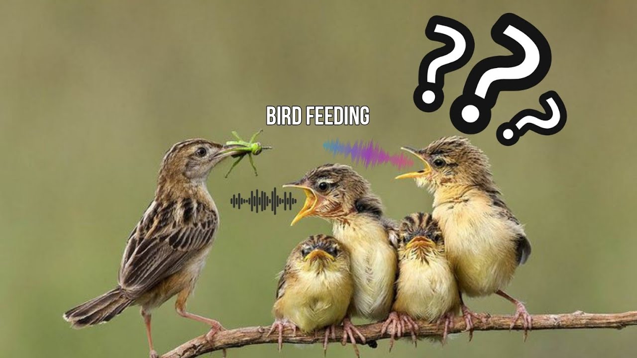 bird feeding baby 🐥| beautiful chicks | bird sound | capture beautiful ...