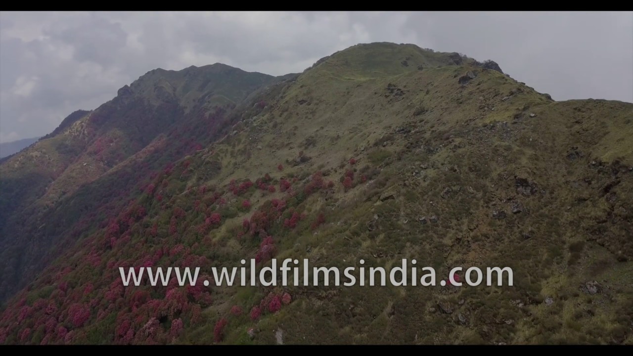 Lali Gurans or Rhododendron arboreum, the national flower of Nepal ...