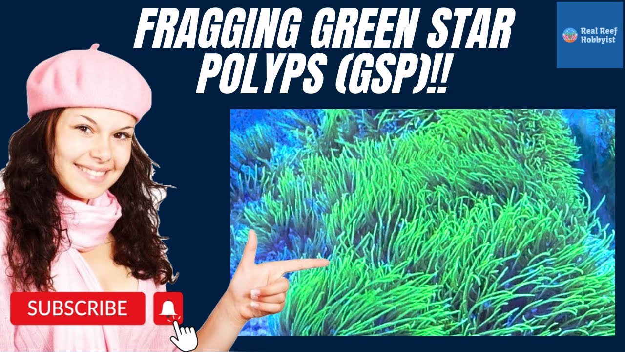 Easy Fragging of Green Star Polyps! - YouTube